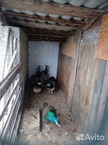 Павлины продажа