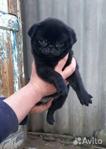 Шикарная девчуля мопсик