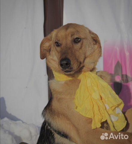 Собака в добрые руки девочка