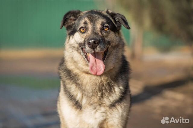 Собака метис восточной овчарк
