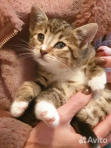 Пуговка живет в клетке