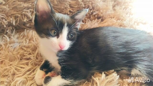 Воспитанные котята