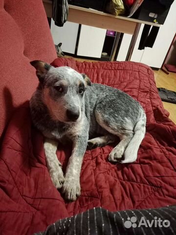 Австралийский Хилер девочки