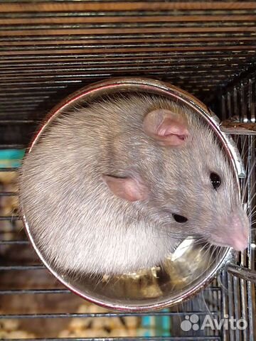 Декоративные крысята