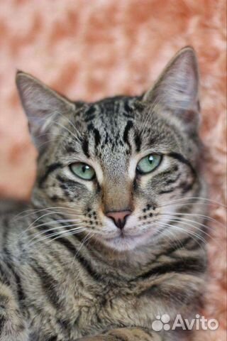 Молодой котик Гекке (8 мес)