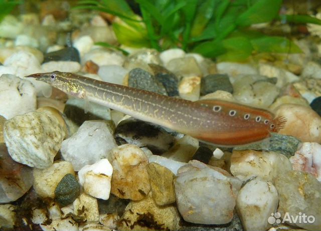 Макрогнотус обмен