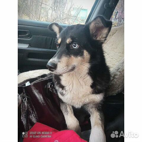 Собака хаски 2 года стерилизована