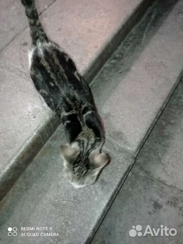 Кошечка эльза