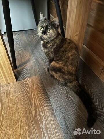 Котёнок 7 мес