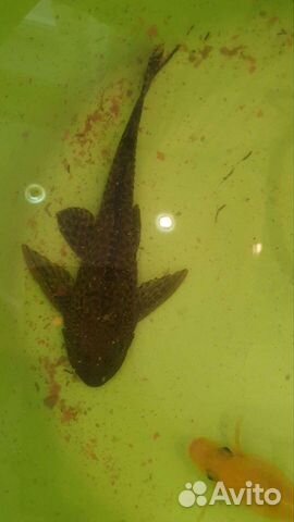 Аквариумные рыбки