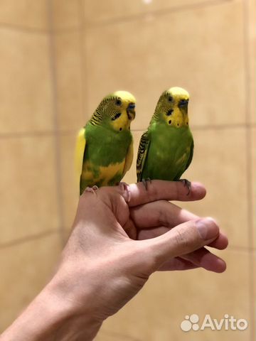 Отдам попугаев в добрые руки с клеткой