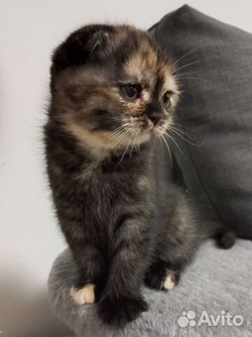 Шотландский вислоухий котенок