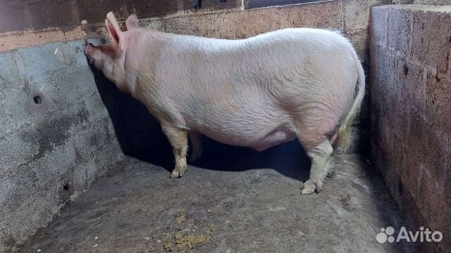 Кабаны на мясо