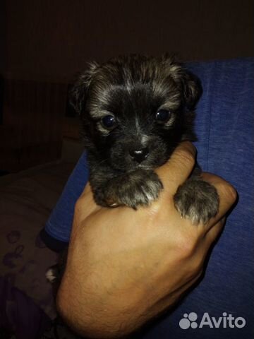 Щенки чихуахуа