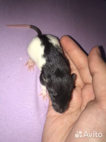 Крысята дамбо