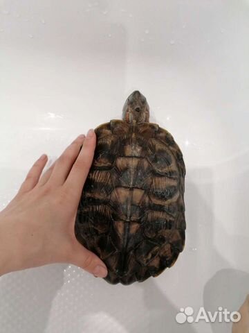 Красноухая черепаха