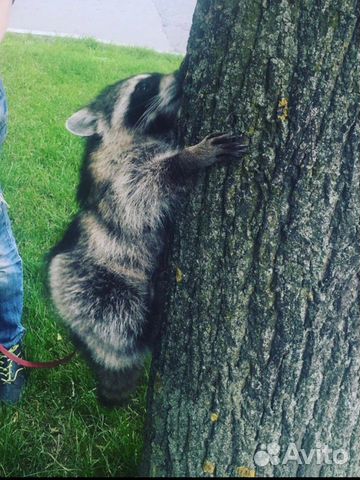 Отдам енота в добрые руки