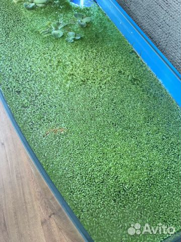 Водоросли для аквариума