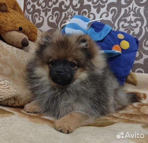 Шенок померанского шпица