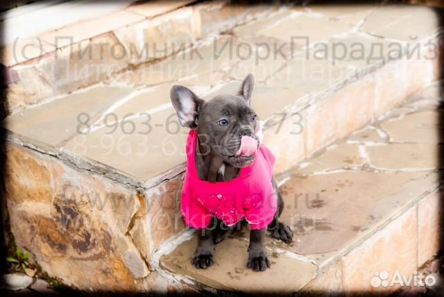 Французский бульдог голубой без тигры