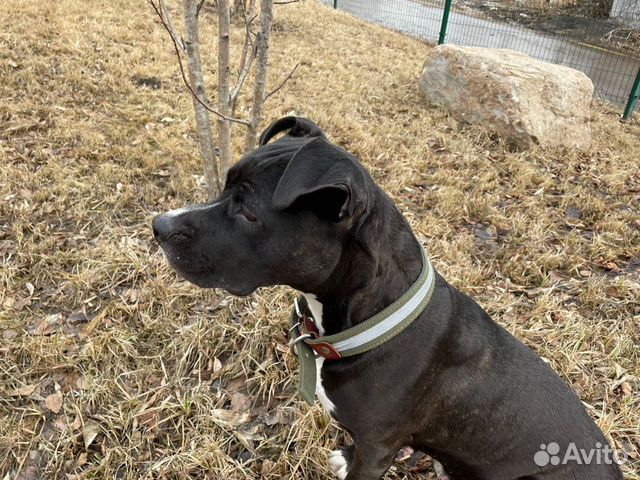 Стафф в надёжные руки