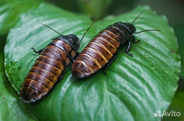 Мадагаскарский таракан