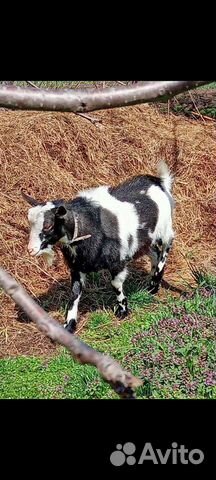 Альпийский козёл на покрытие коз