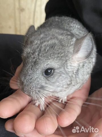 Шиншилла девочка