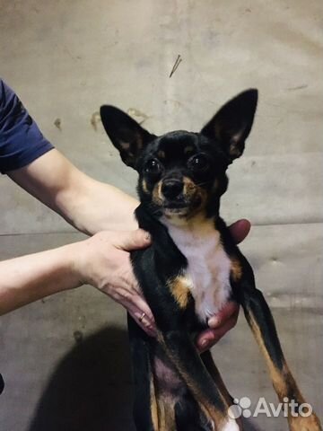 Той-терьер (Вязка)