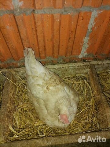 Курица - наседка