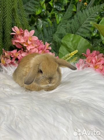 Минилоп малыш