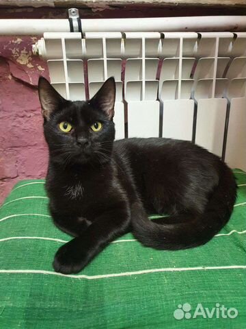 Ушастый котёнок-подросток