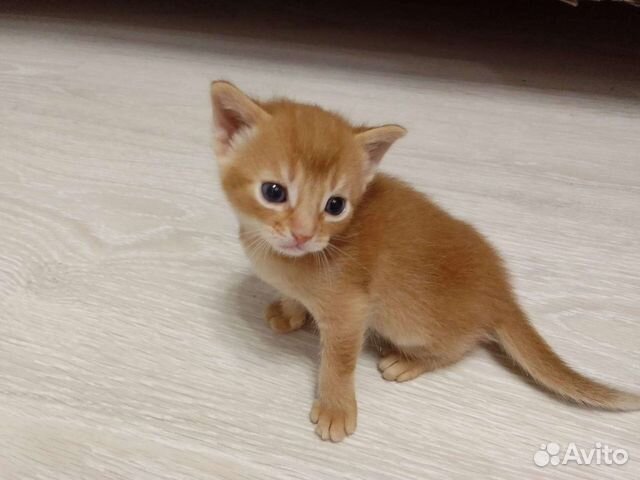 Абиссинские котята