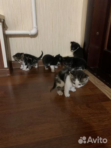 Шотландские котята