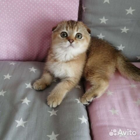 Золотая шиншиллка. Котик