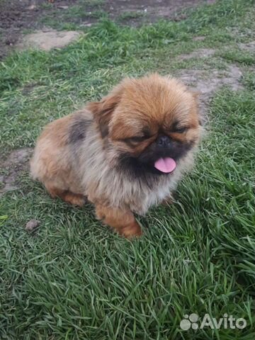 Пекинес девочка 10 мес