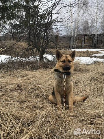 Собака овчарка