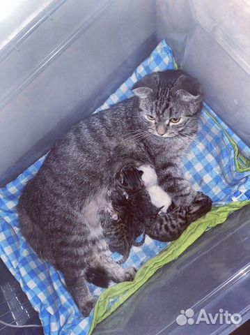 Бенгальскошотландские котята