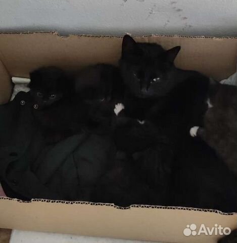 Котята