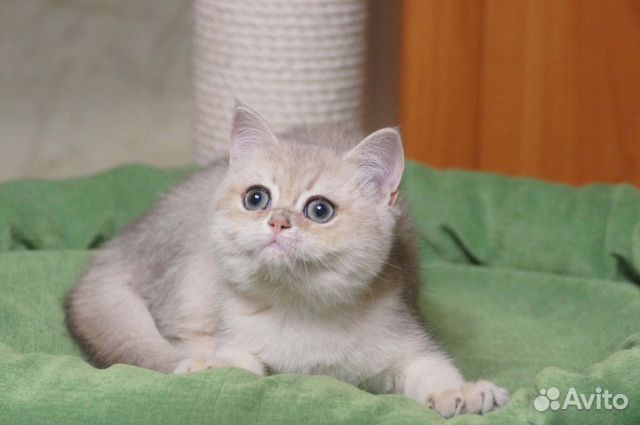 Голубое золото шиншилла