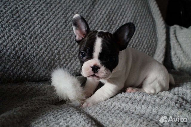 Французский бульдог девочка