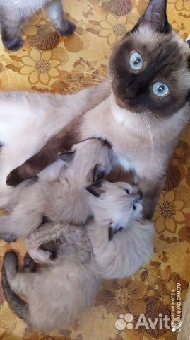 Кошки