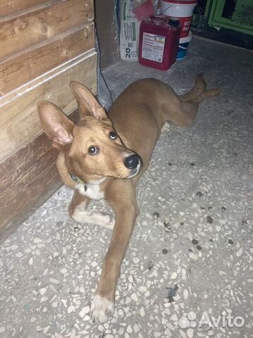 Щенки бассенджи