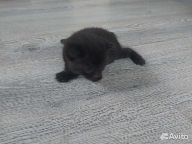 Британские котята