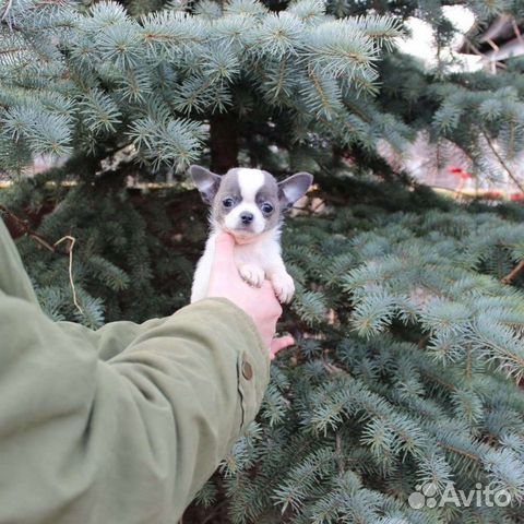 Бело-голубой чихуа