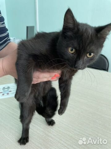 Найденные коты