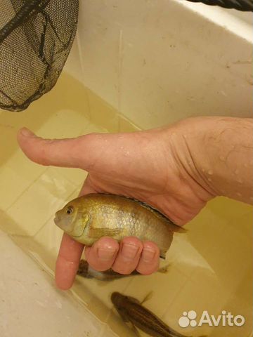 Цихлиды. Елушка и ауратус