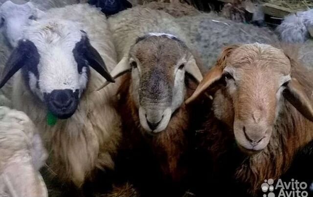 Валуха ярки