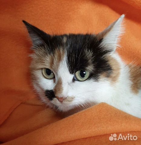 Трепетная трёхцветная кошка Лилечка 1,5 года в дар