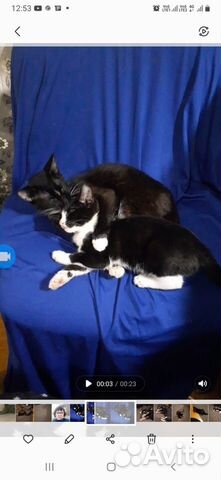 Котенок девочка от кошки крысоловки